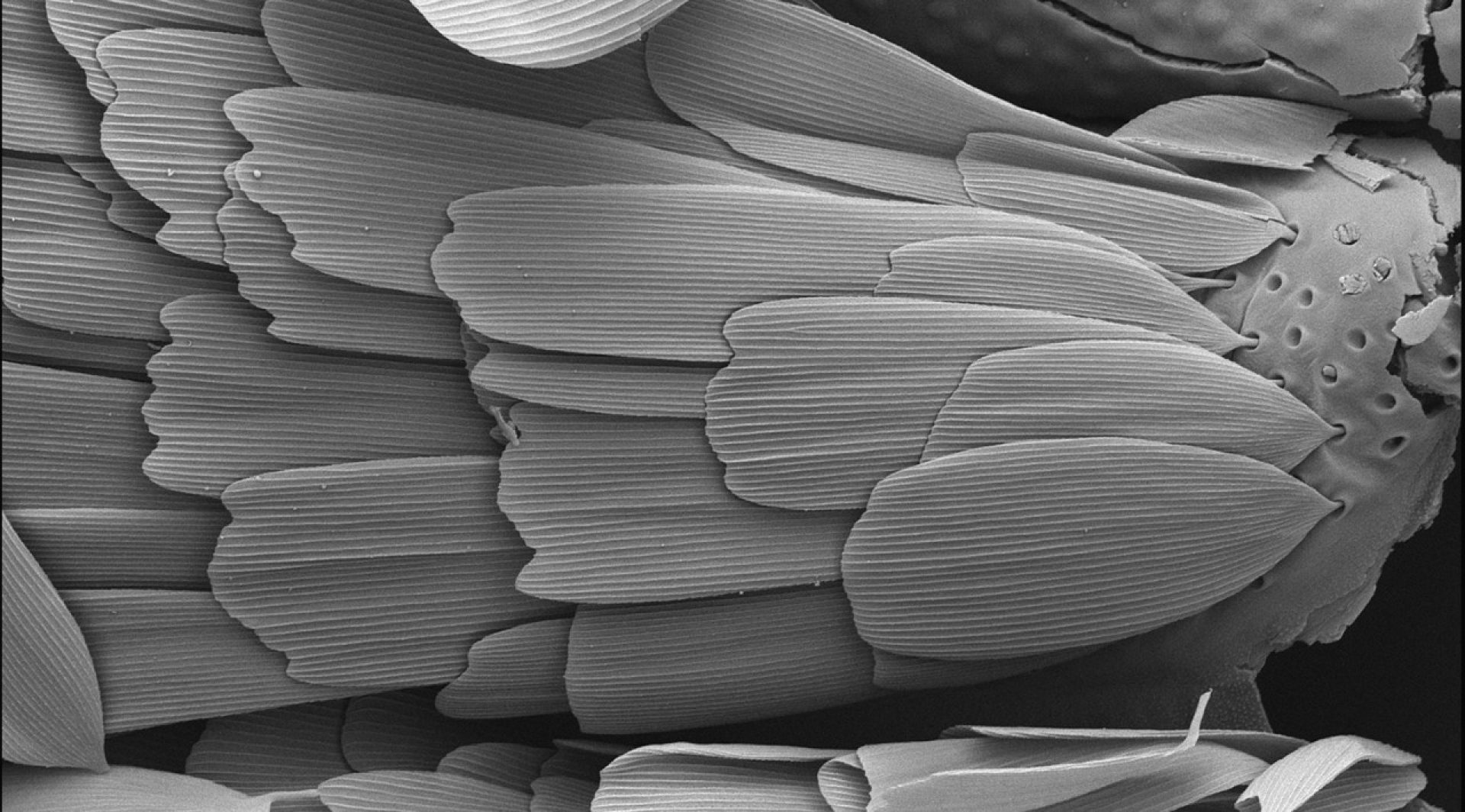 Moths And Butterflies Existed Millions of Years Before Flowering Plants ...