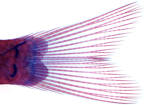 Research - McMenamin Lab - Boston College