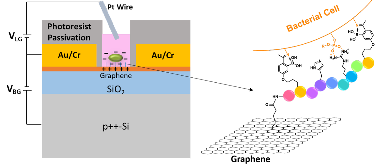 The Gao Group - Chemistry Department - Boston College